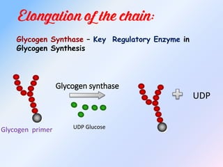 Metabolism of glycogen | PPSX