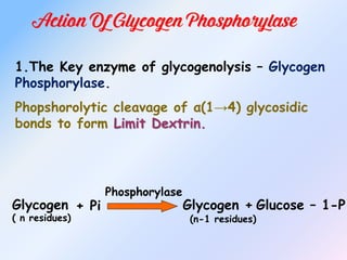 Metabolism of glycogen | PPSX