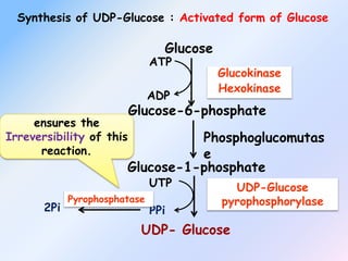 Metabolism of glycogen | PPSX