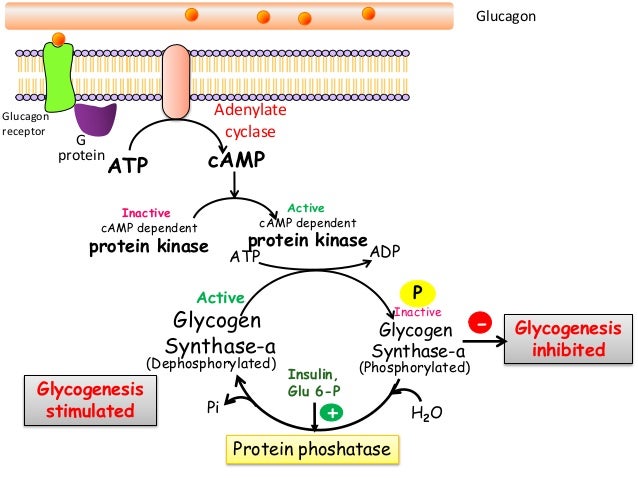 Metabolism of glycogen
