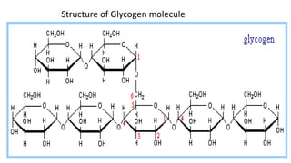 Glycogen Molecular Structure