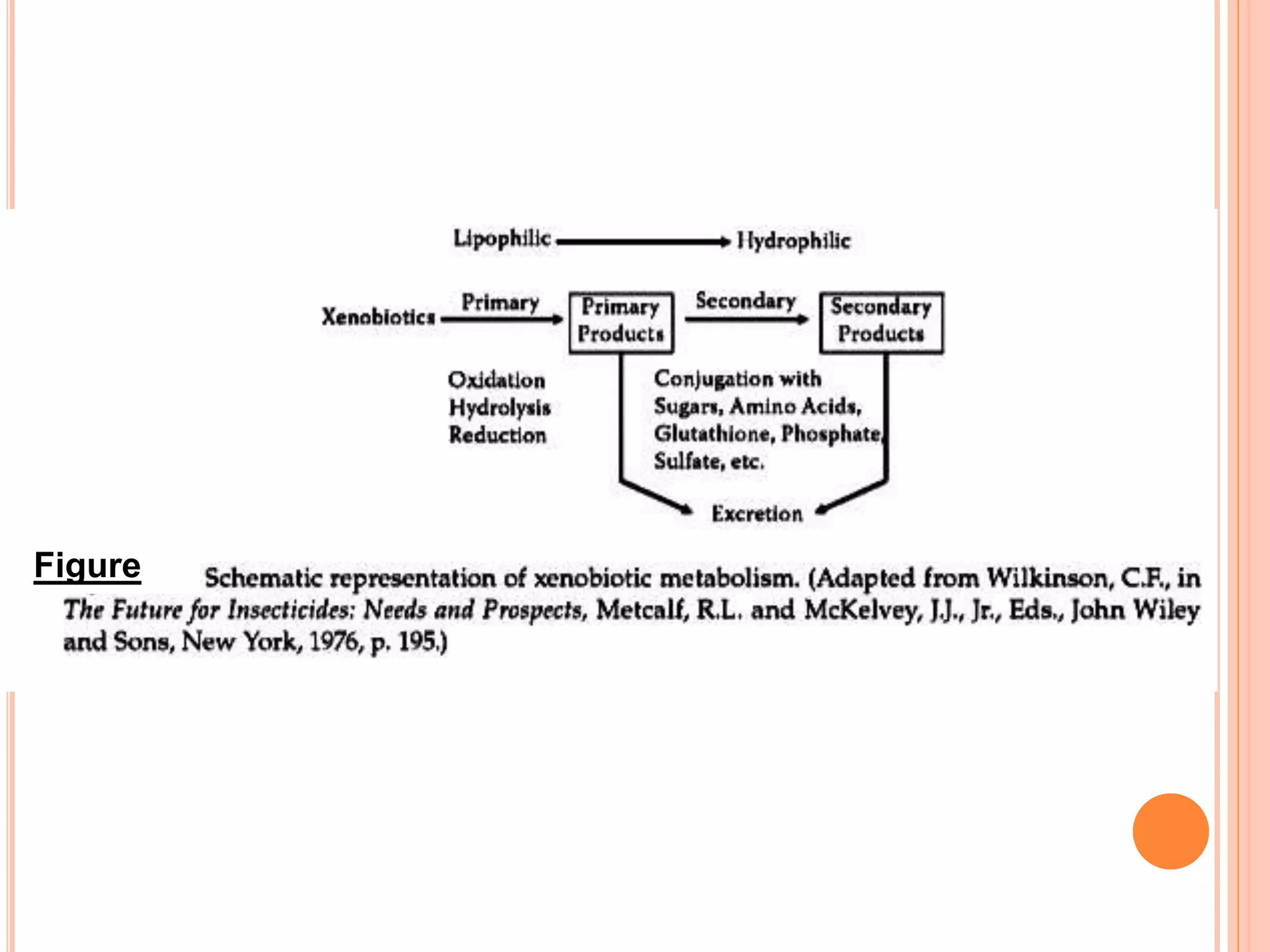 Metabolism of insecticides final by rushikesh kale | PPTX