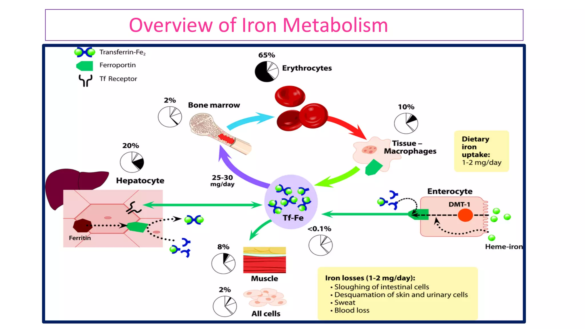Metabolism of iron and its clinical significance | PDF