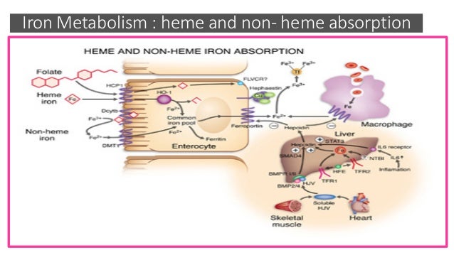 Metabolism of iron and its clinical significance