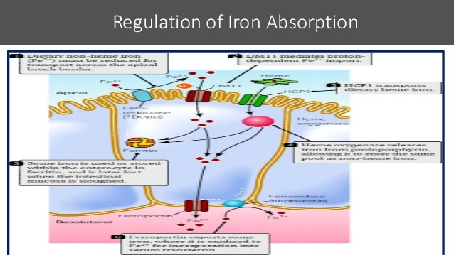 Metabolism of iron and its clinical significance