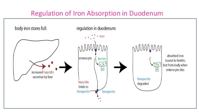 Metabolism of iron and its clinical significance