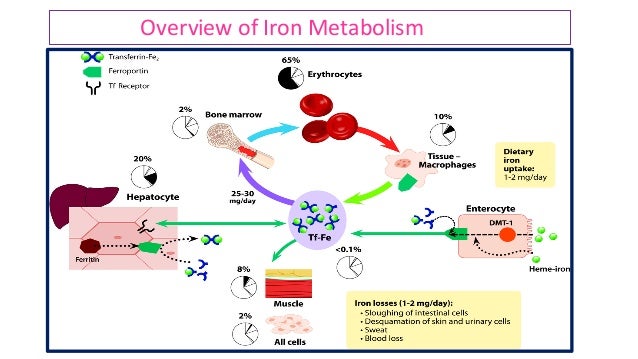 Metabolism of iron and its clinical significance