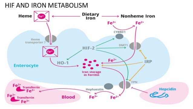 Metabolism of iron and its clinical significance