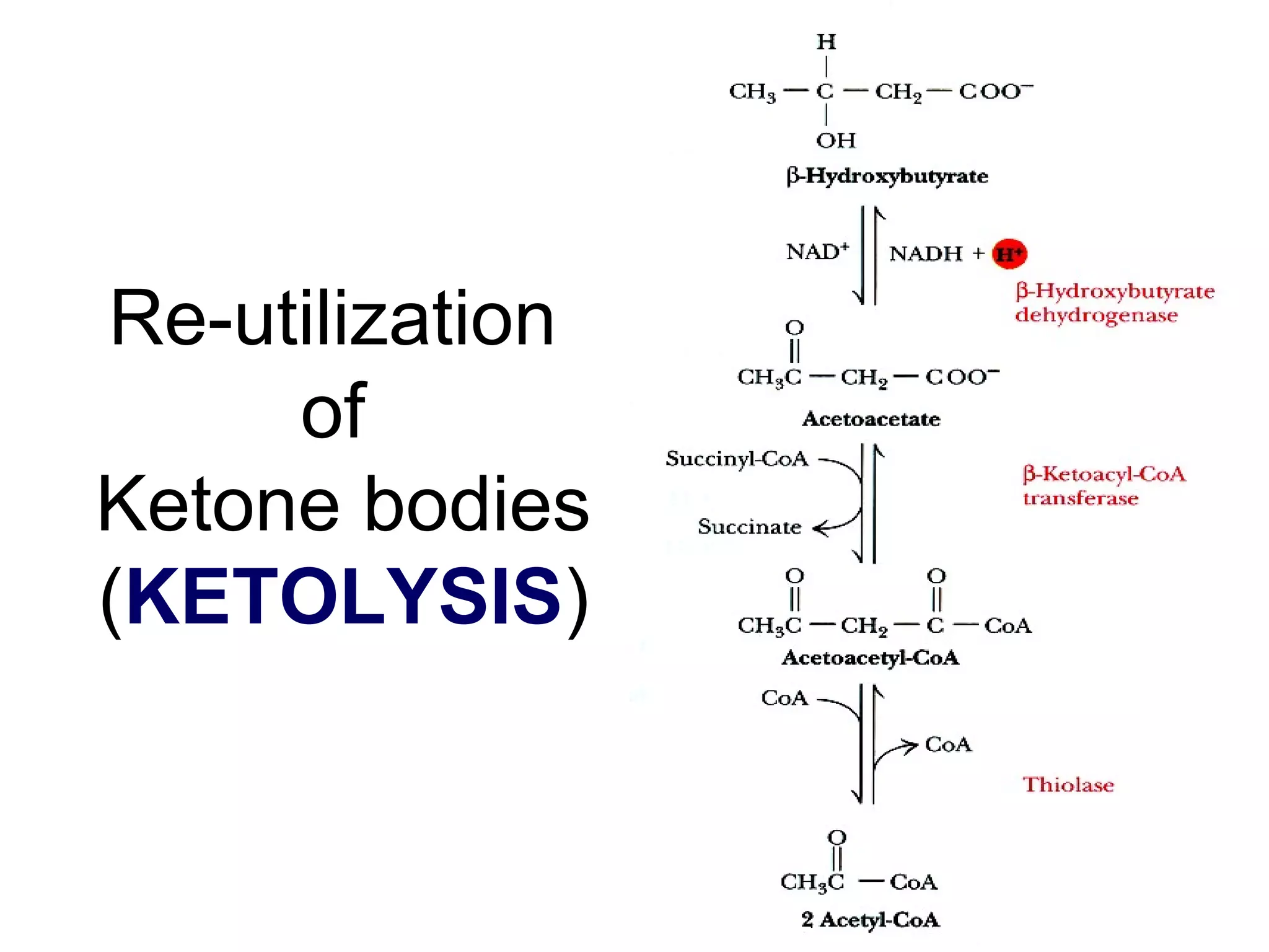 Metabolism of ketone bodies | PPT