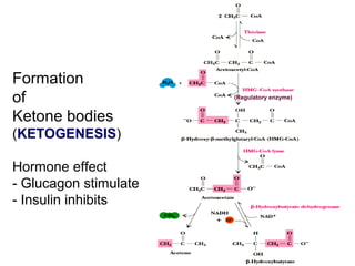 Metabolism of ketone bodies | PPT