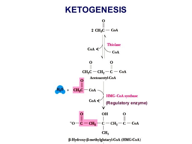 Metabolism of ketone bodies