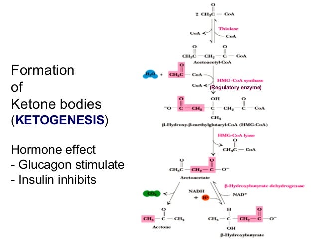 Metabolism of ketone bodies