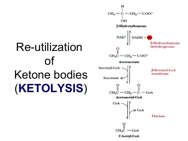 Metabolism of ketone bodies