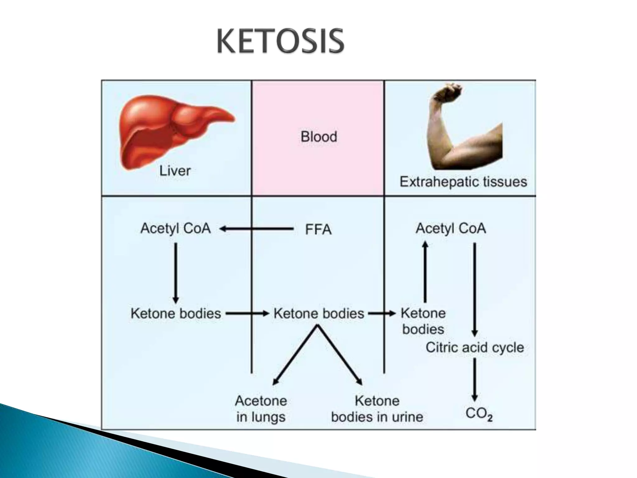 Metabolism of ketone bodies | PPT