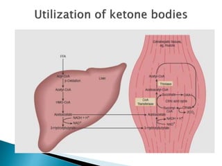 Metabolism of ketone bodies | PPTX