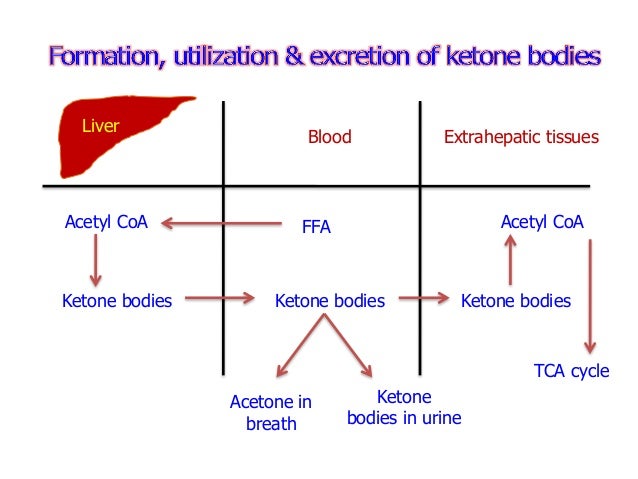Metabolism of ketone bodies
