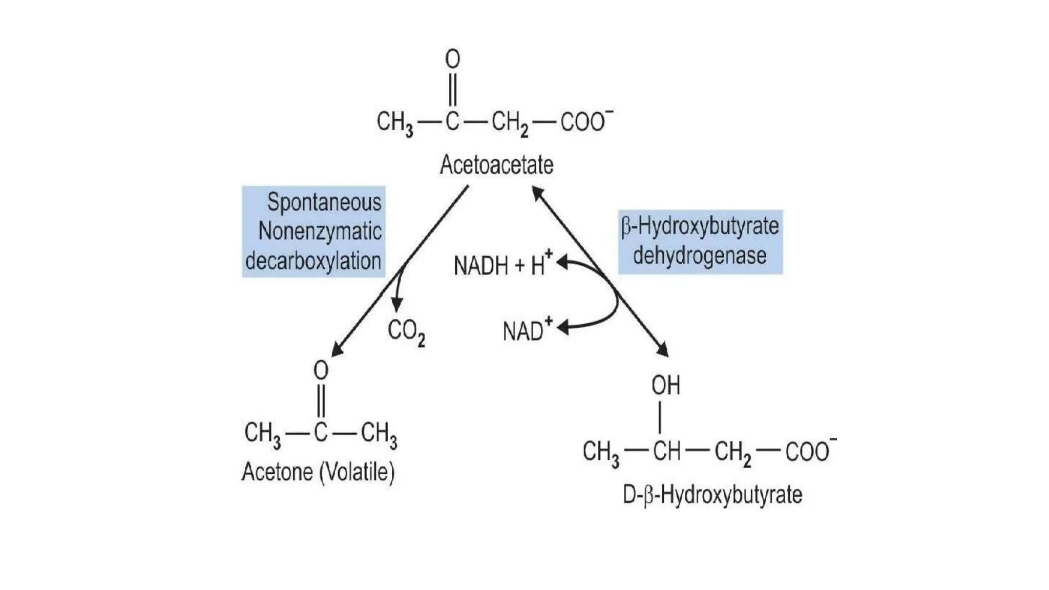 METABOLISM OF KETONE BODIES_BDS.pptx biochemistry | PPT | Free Download