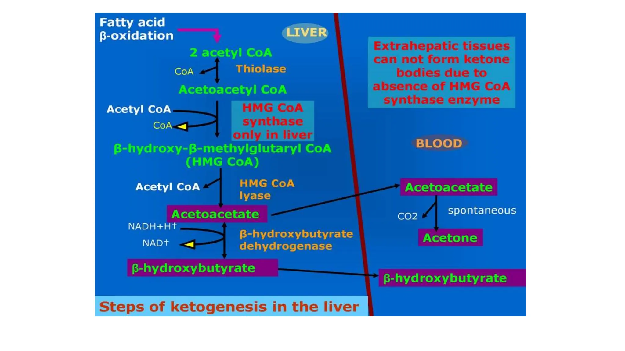 METABOLISM OF KETONE BODIES_BDS.pptx biochemistry | PPT | Free Download