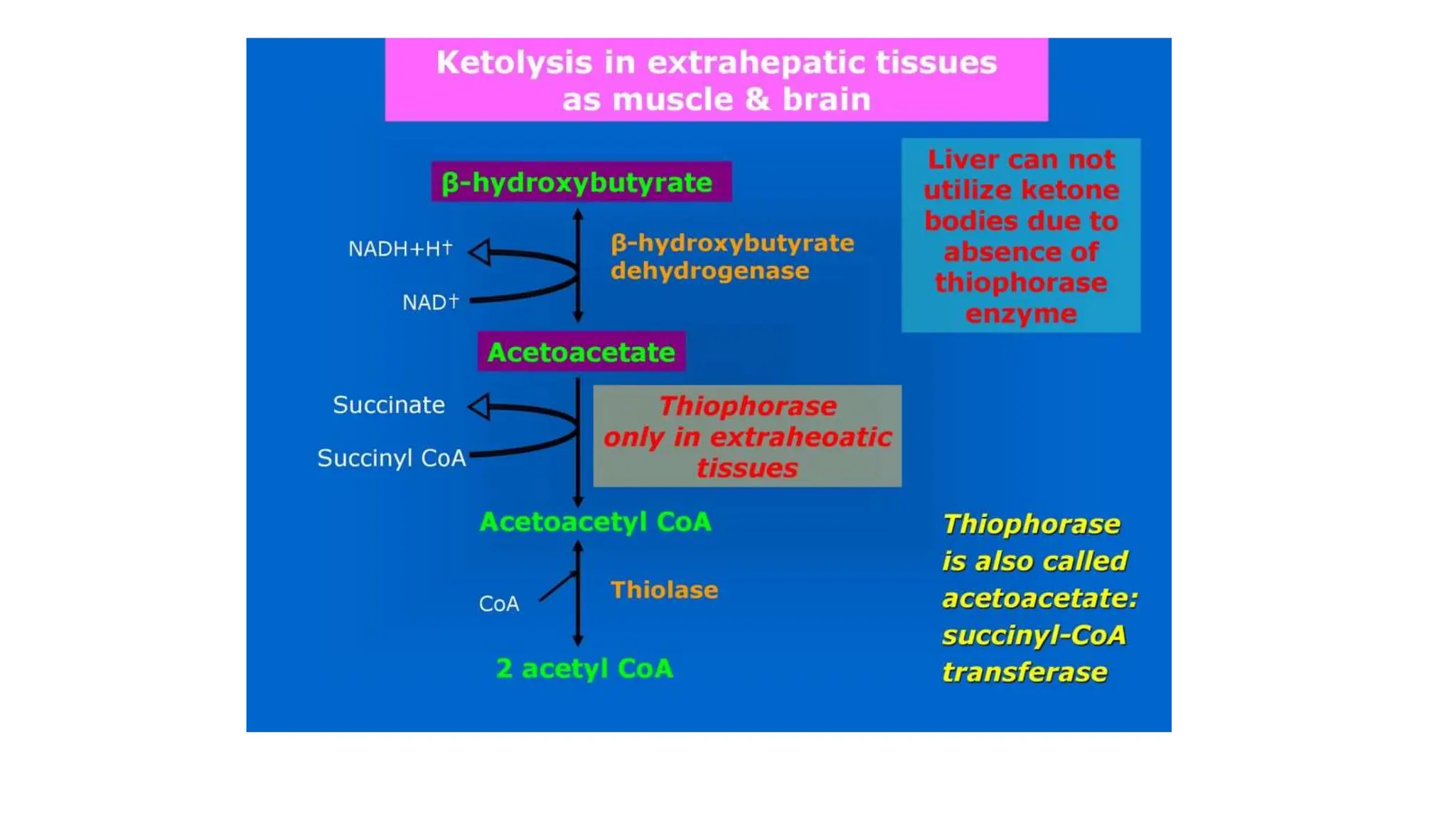 METABOLISM OF KETONE BODIES_BDS.pptx biochemistry | PPT