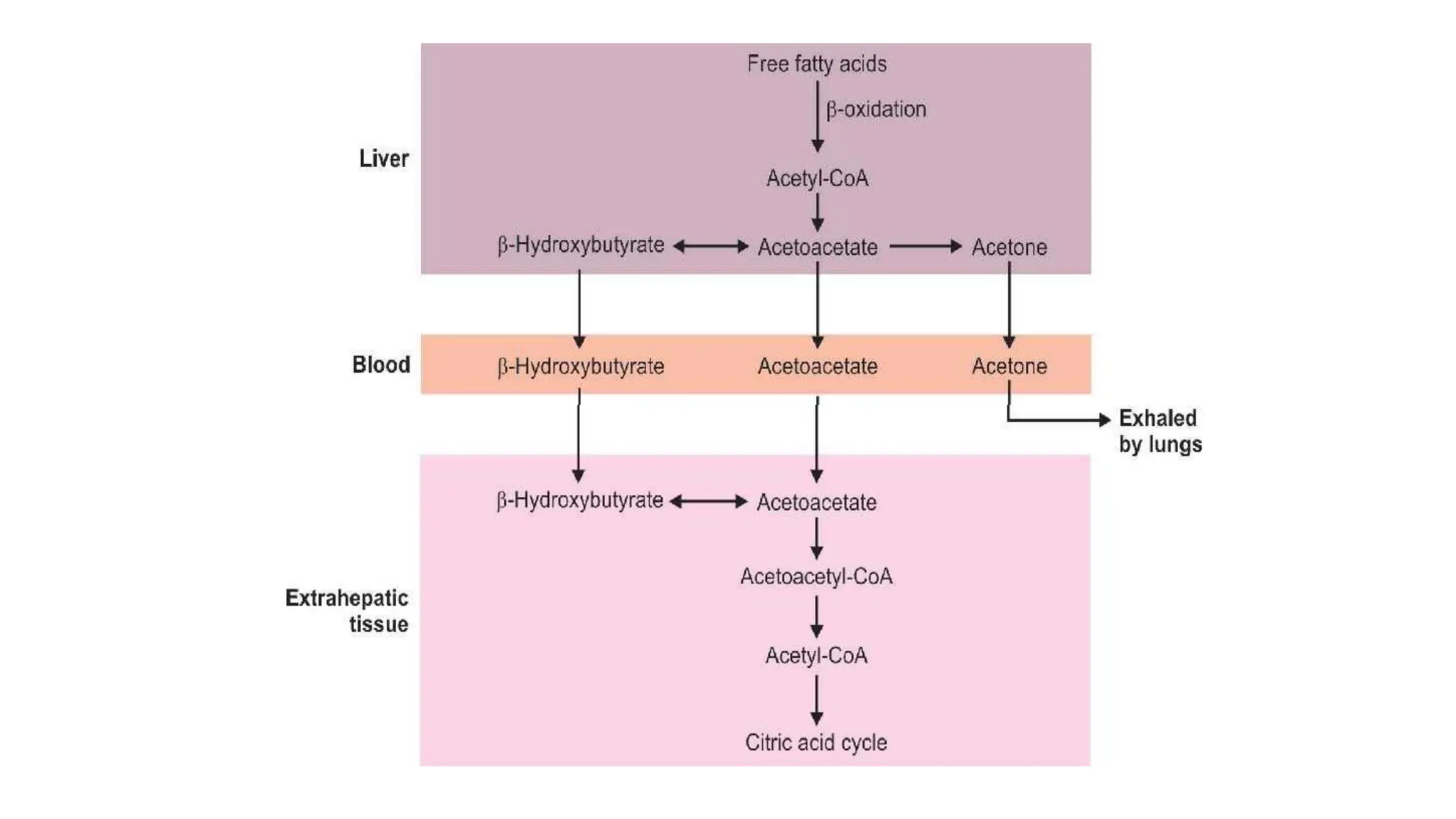 METABOLISM OF KETONE BODIES_BDS.pptx biochemistry | PPT
