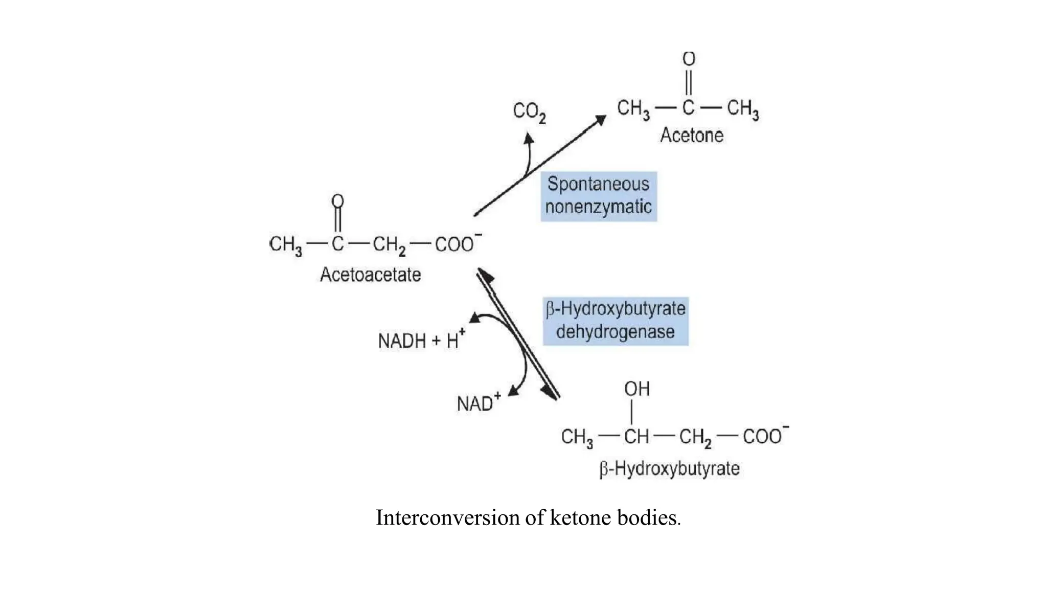 METABOLISM OF KETONE BODIES_BDS.pptx biochemistry | PPT