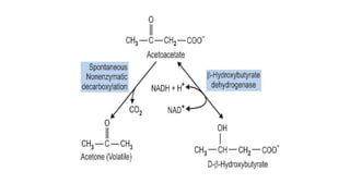 METABOLISM OF KETONE BODIES_BDS.pptx biochemistry | PPT