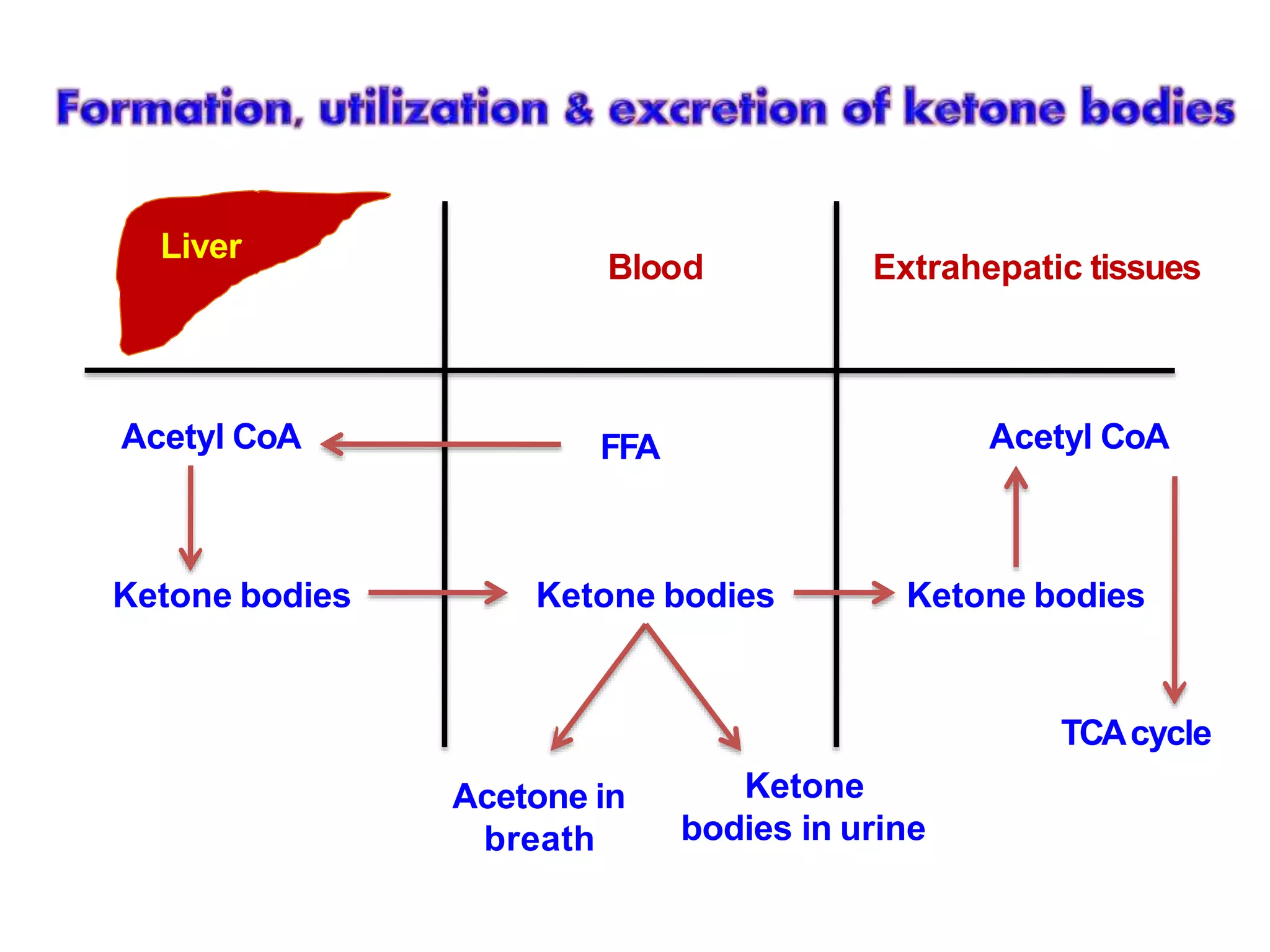 Metabolism of ketones | PPT