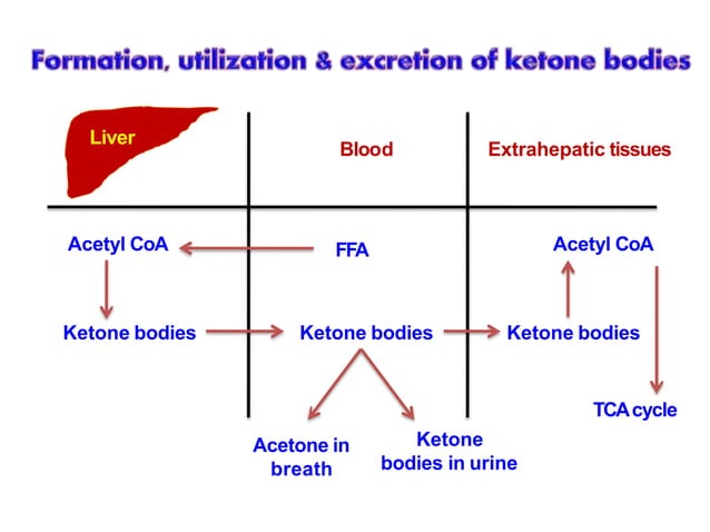 Metabolism of ketones | PPT