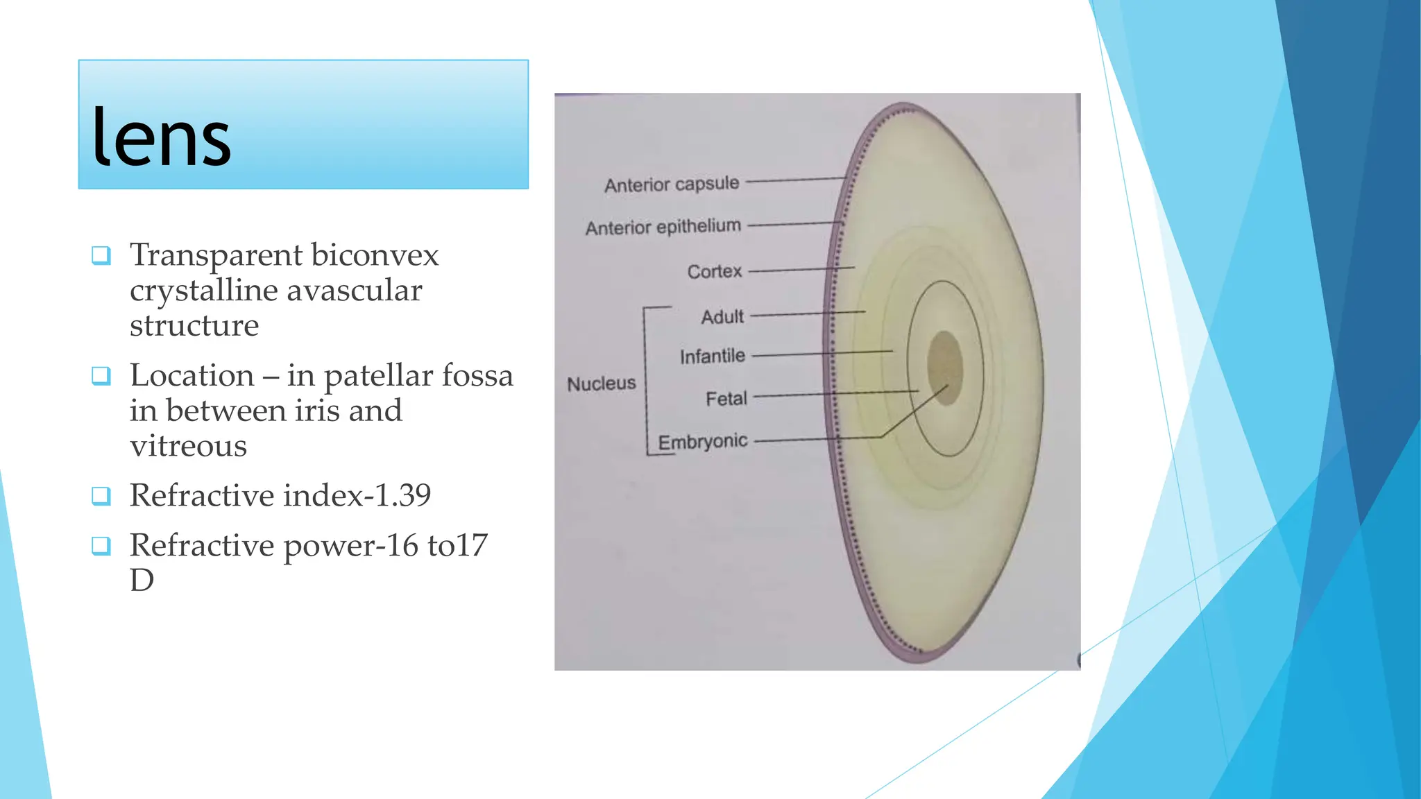 METABOLISM OF LENS of human eye. Ophthalmology | PPTX