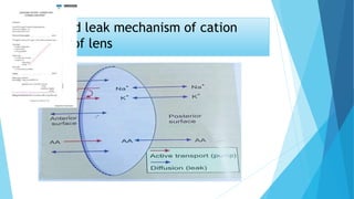 METABOLISM OF LENS of human eye. Ophthalmology | PPTX