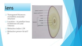 METABOLISM OF LENS of human eye. Ophthalmology | PPTX