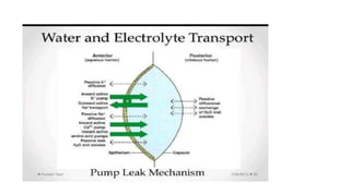 METABOLISM OF LENS [Autosaved].pptx