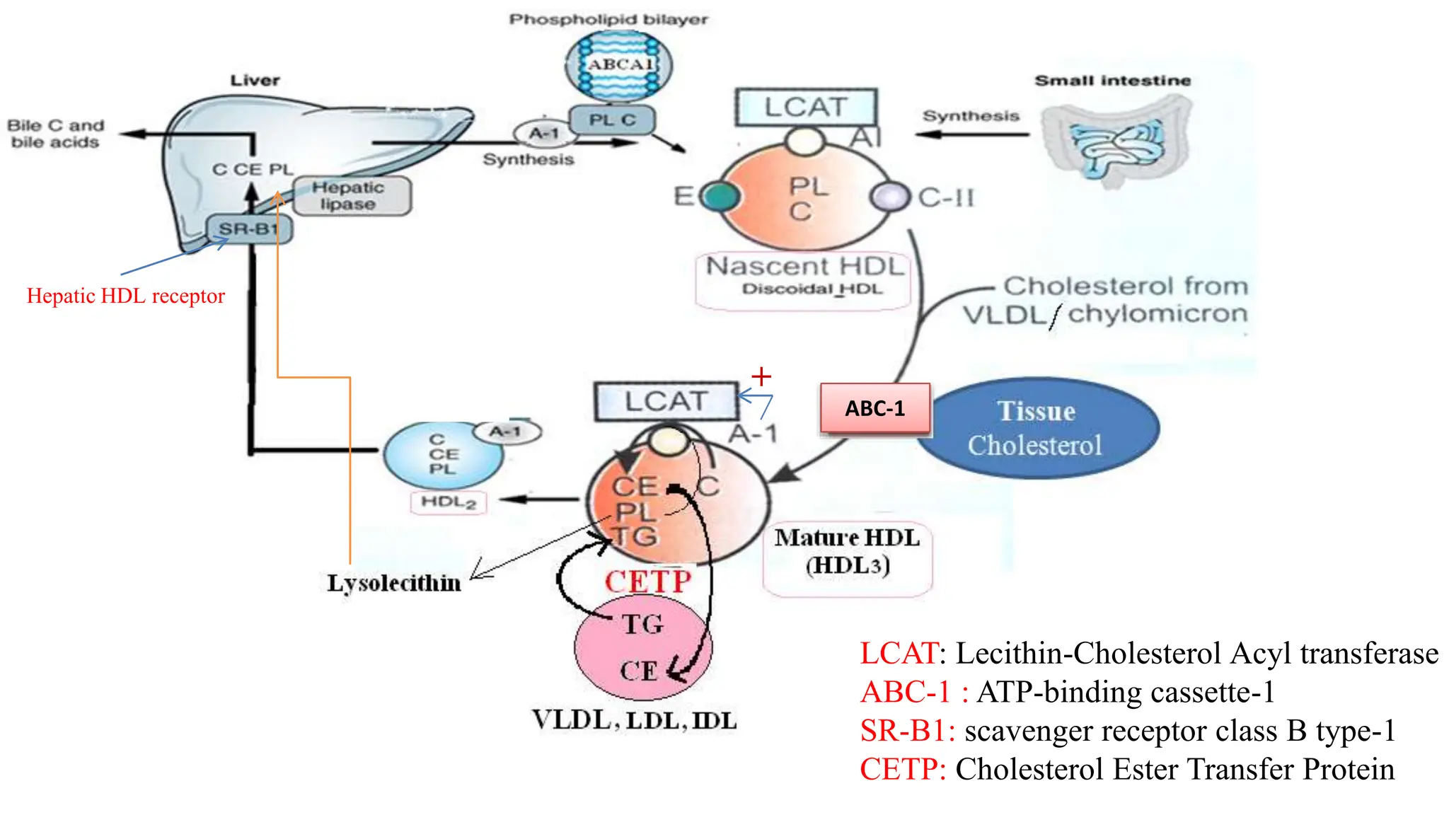 Metabolism of lipoproteins & its disorders(Chylomicron & VLDL & LDL).pptx