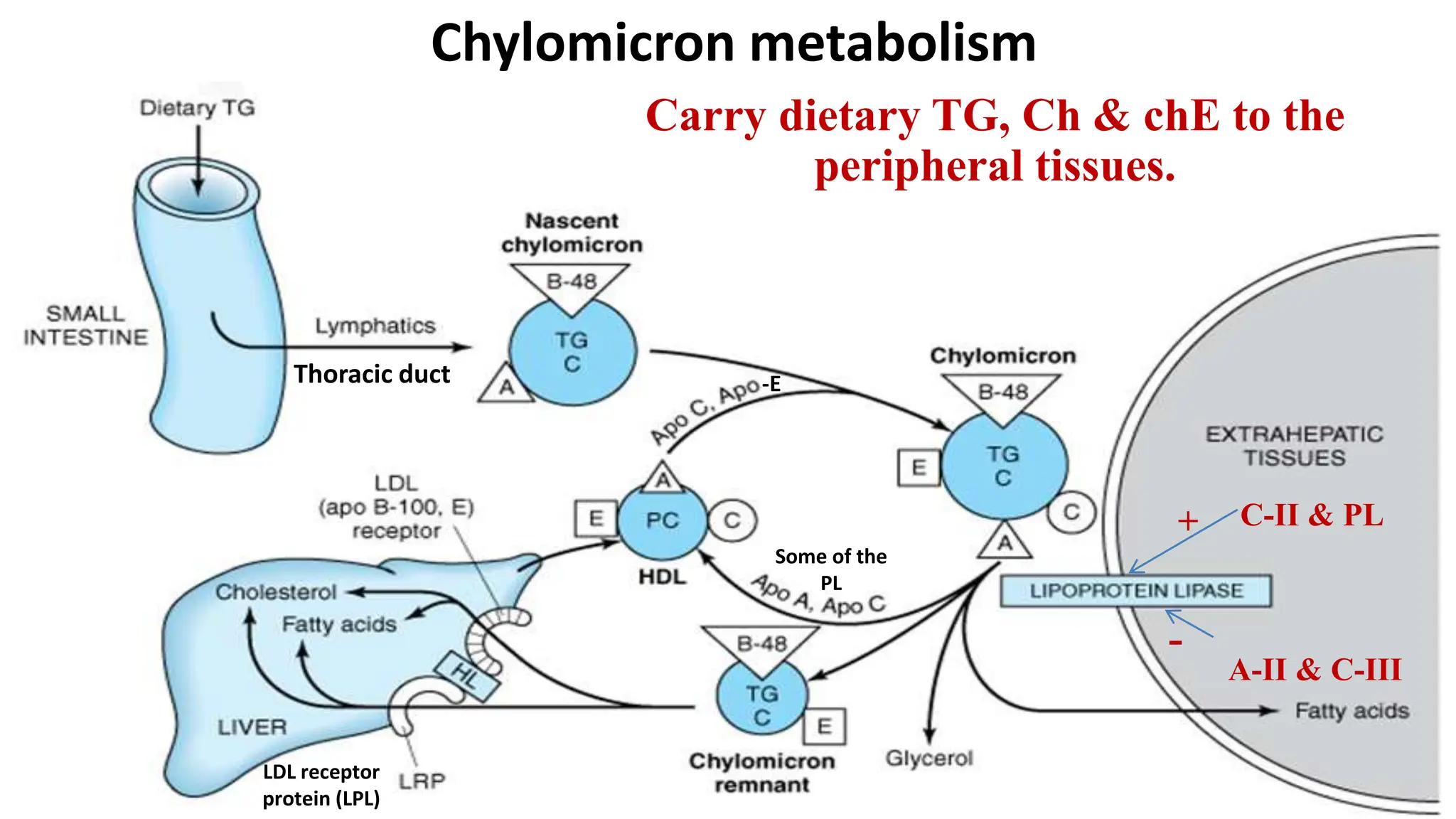 Metabolism of lipoproteins & its disorders(Chylomicron & VLDL & LDL).pptx