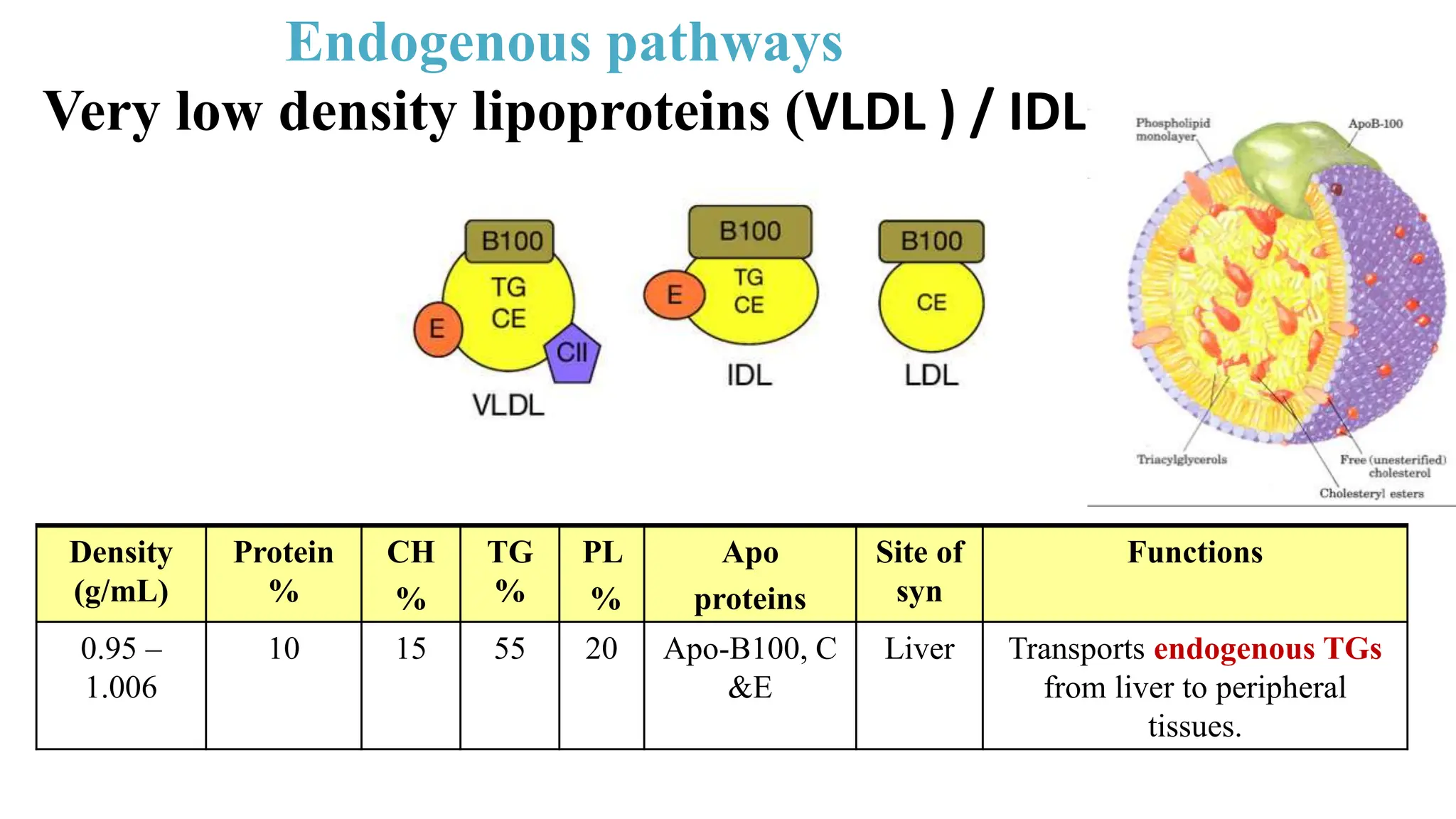 Metabolism of lipoproteins & its disorders(Chylomicron & VLDL & LDL).pptx