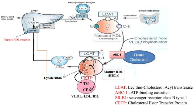 Metabolism of lipoproteins & its disorders(Chylomicron & VLDL & LDL ...