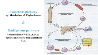 Metabolism of lipoproteins & its disorders(Chylomicron & VLDL & LDL).pptx