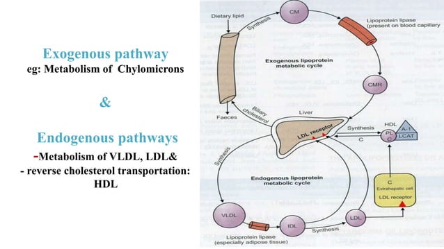 Metabolism of lipoproteins & its disorders(Chylomicron & VLDL & LDL).pptx