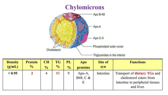 Metabolism of lipoproteins & its disorders(Chylomicron & VLDL & LDL ...