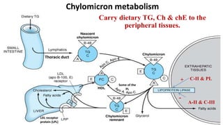 Metabolism of lipoproteins & its disorders(Chylomicron & VLDL & LDL).pptx