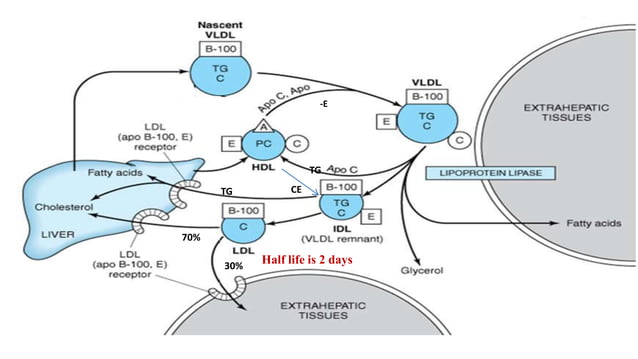 Metabolism of lipoproteins & its disorders(Chylomicron & VLDL & LDL ...