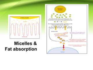Metabolism of lipid | PPTX