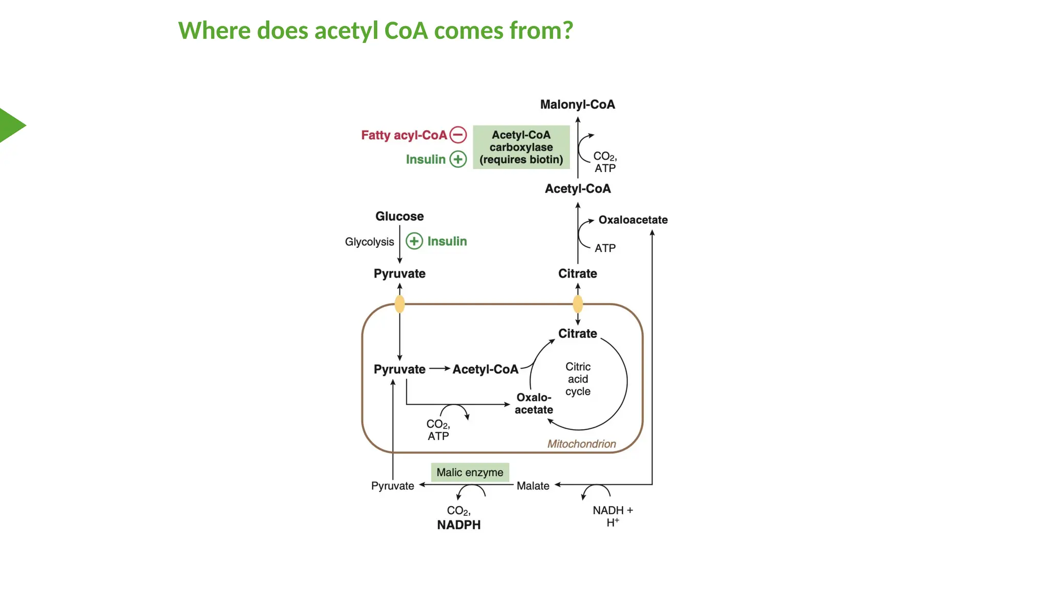 Metabolism of Lipids. Definition of Lipids , categories, precursor of ...