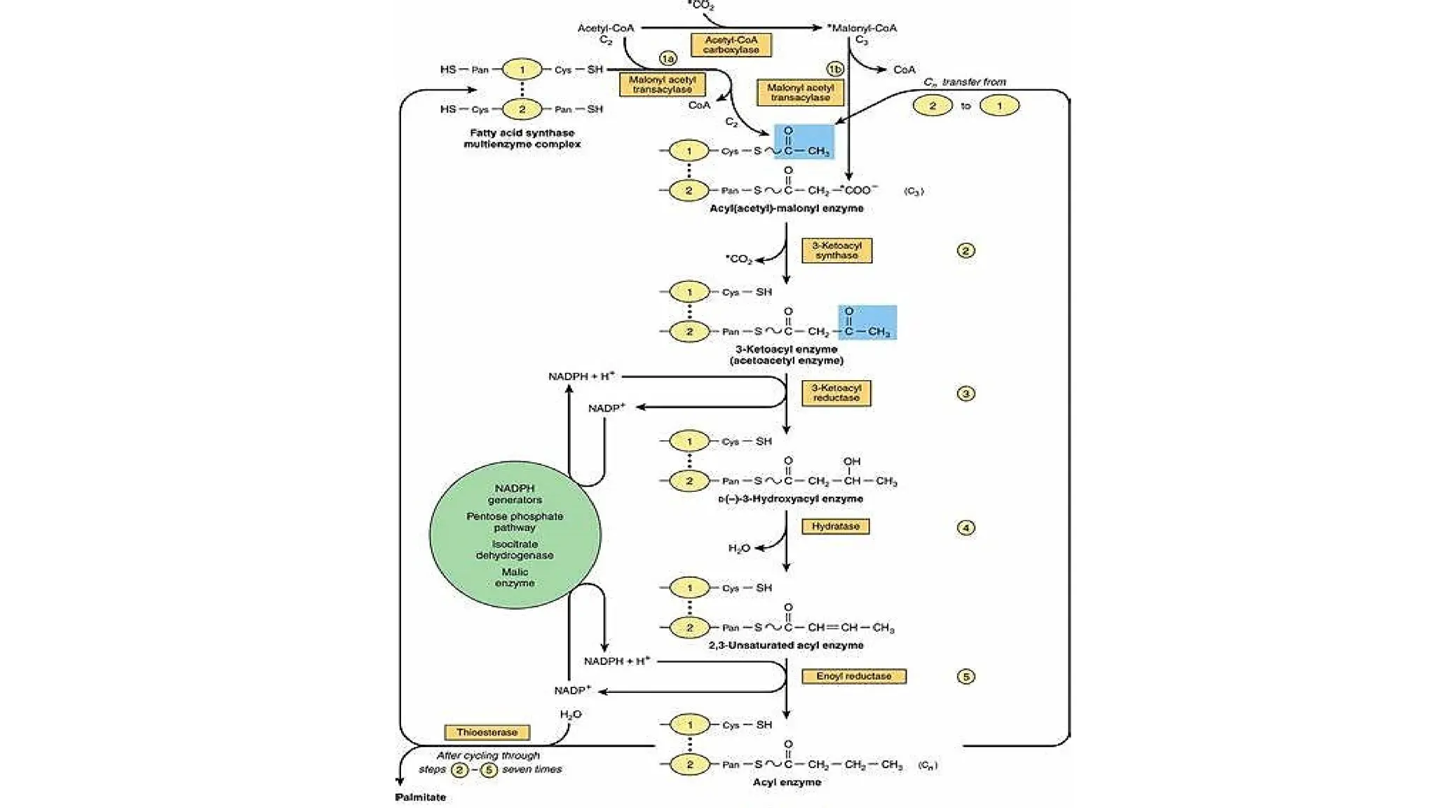 Metabolism of Lipids. Definition of Lipids , categories, precursor of ...