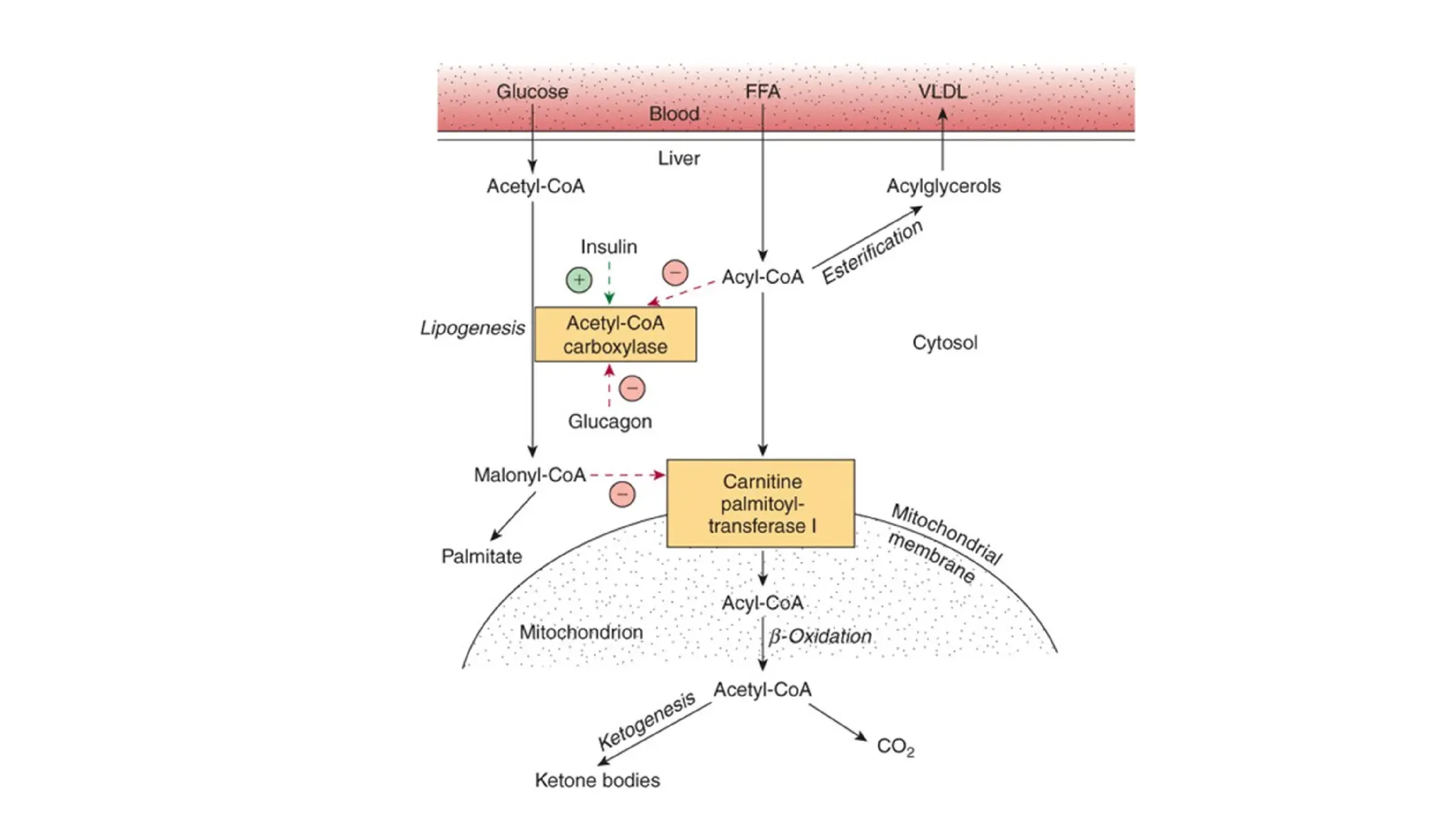 Metabolism of Lipids. Definition of Lipids , categories, precursor of ...