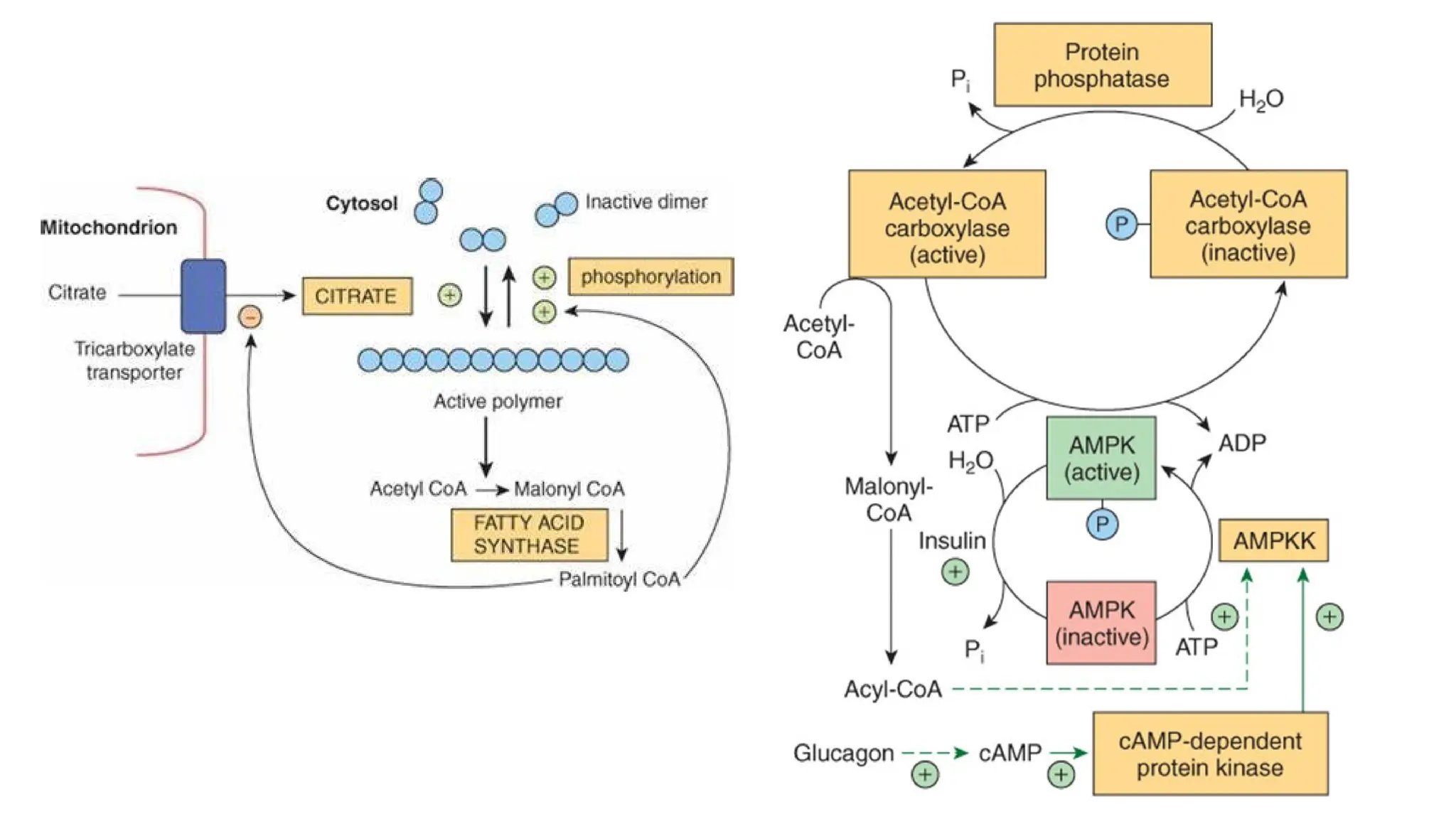 Metabolism of Lipids. Definition of Lipids , categories, precursor of ...