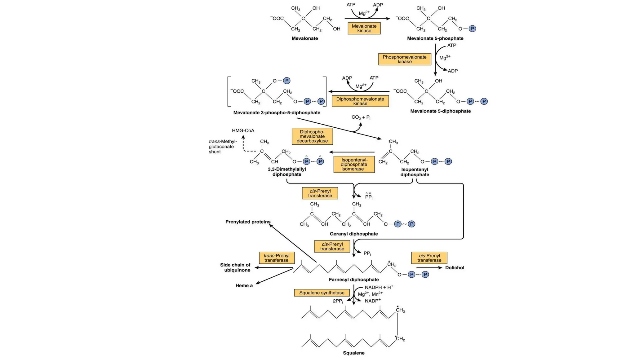 Metabolism of Lipids. Definition of Lipids , categories, precursor of lipid biosynthesis ...