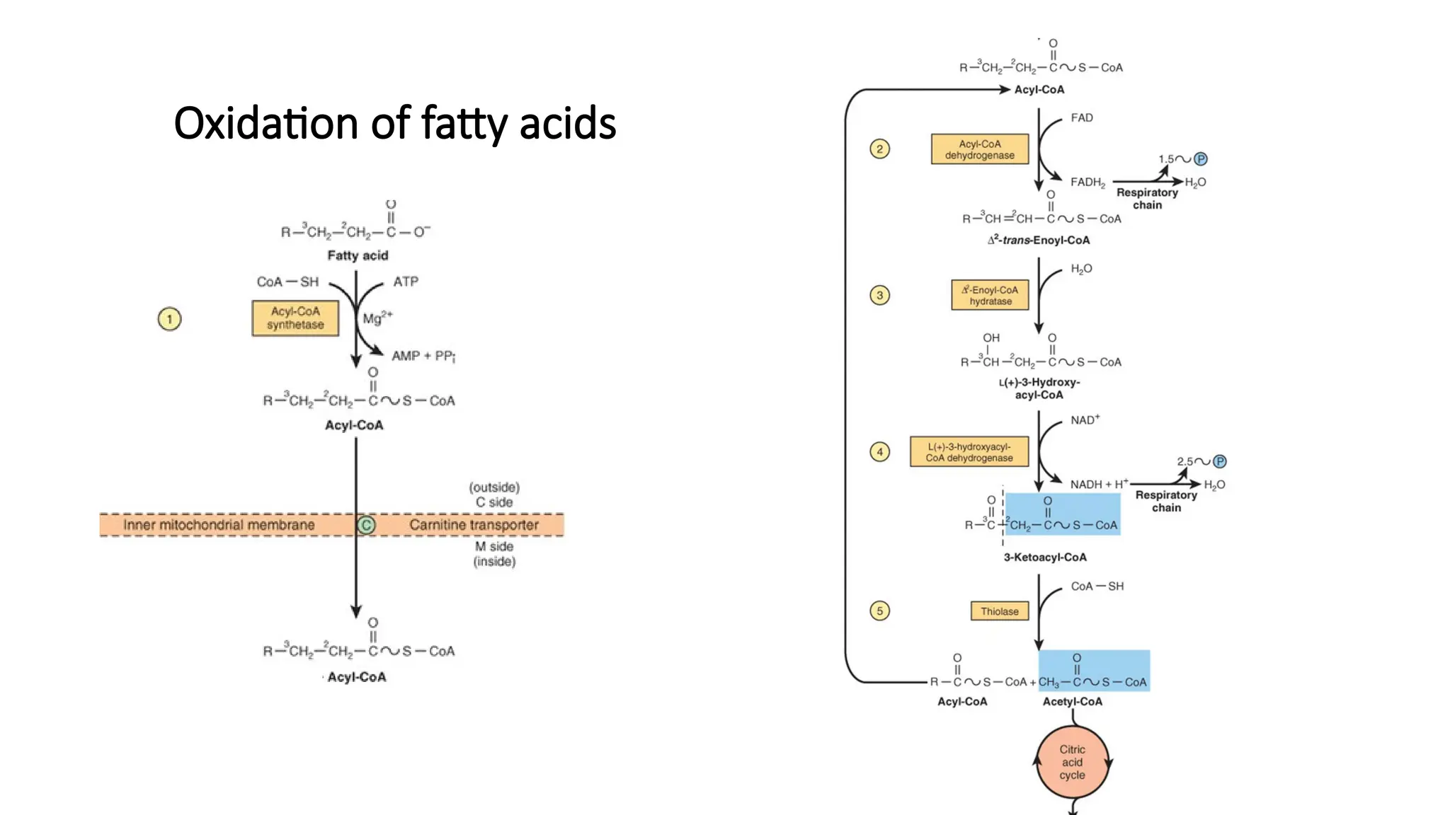 Metabolism of Lipids. Definition of Lipids , categories, precursor of ...