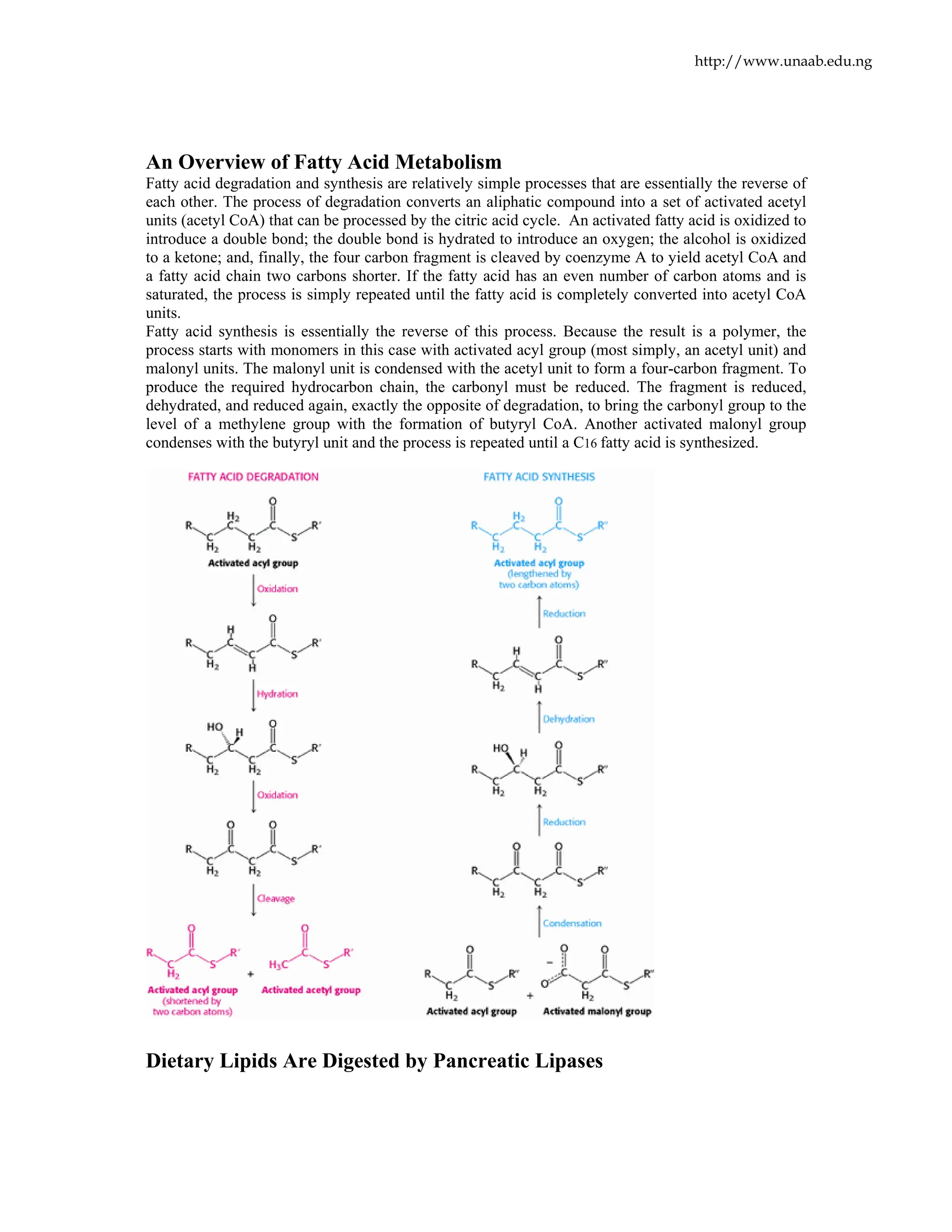 Metabolism of lipids.pdf for medical biochemists and medicine | PDF