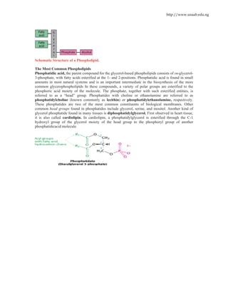 Metabolism of lipids.pdf for medical biochemists and medicine | PDF